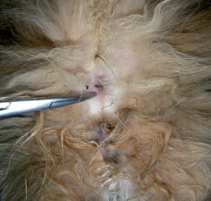 Tail pull injury management in cats: treatment methodologies