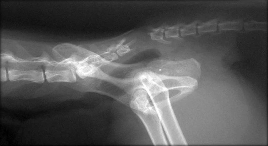 Tail pull injury management in cats: treatment methodologies