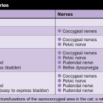 Tail pull injury management in cats: treatment methodologies