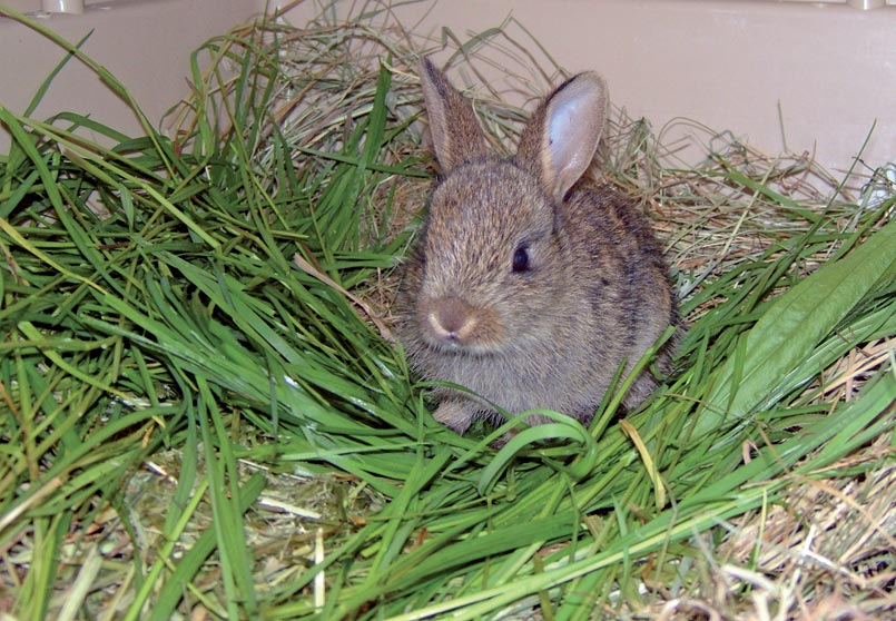 Managing GI stasis in rabbits
