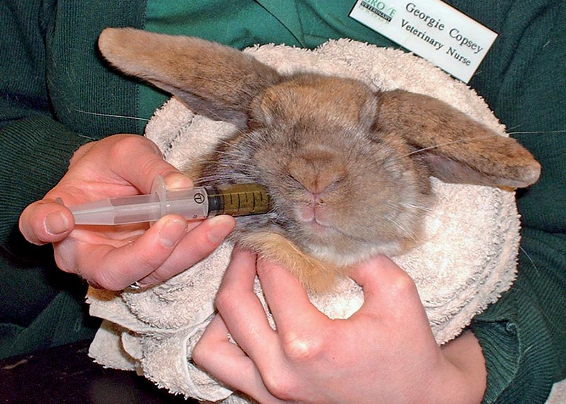 Managing GI stasis in rabbits