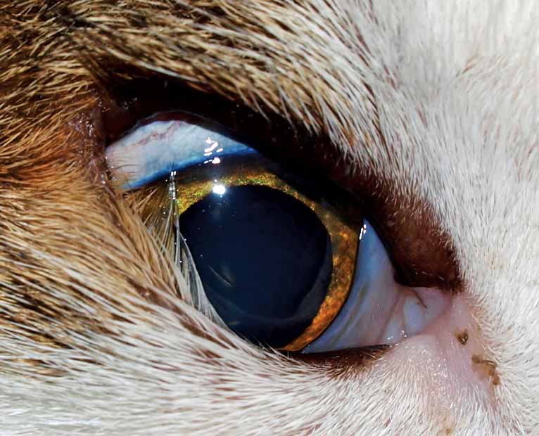 Diagnosis and treatment of entropion in felines