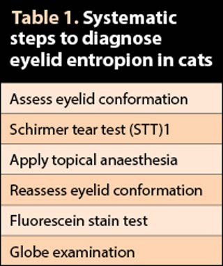 Diagnosis and treatment of entropion in felines