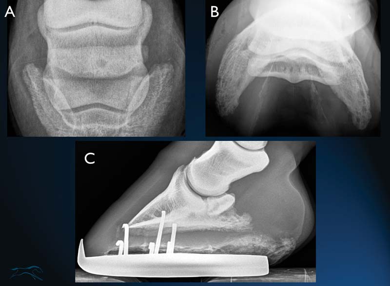 Navicular syndrome: causes, diagnosis and treatment
