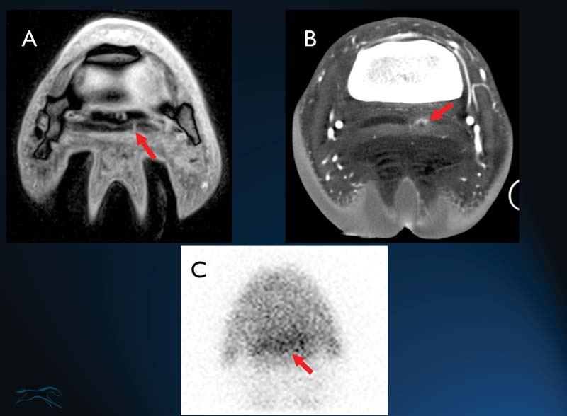 Navicular syndrome: causes, diagnosis and treatment