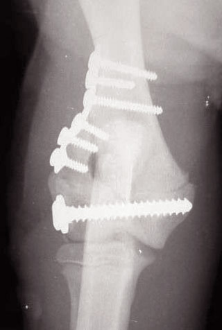 Update on humeral condylar fracture treatment in dogs