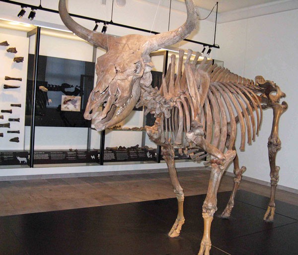 Origins and evolutionary stages of modern-day cows