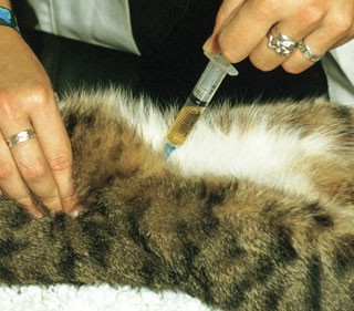 Cat-friendly urine sampling tips
