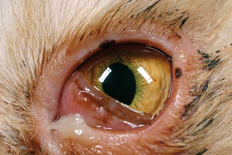 Assessing conjunctivitis in cats