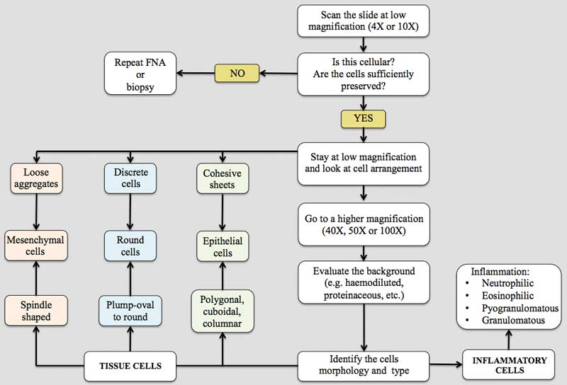 Basic cytology and approaches to examining fine needle aspirates