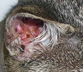 Feline otitis treatment update