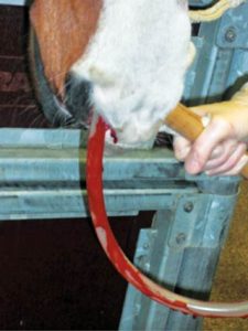 Nasogastric intubation in horses