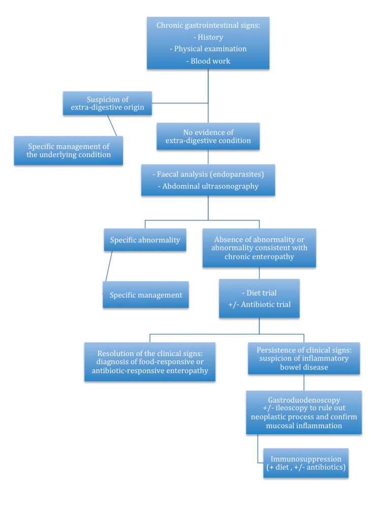 Managing chronic gastrointestinal signs in cats and dogs – part 2