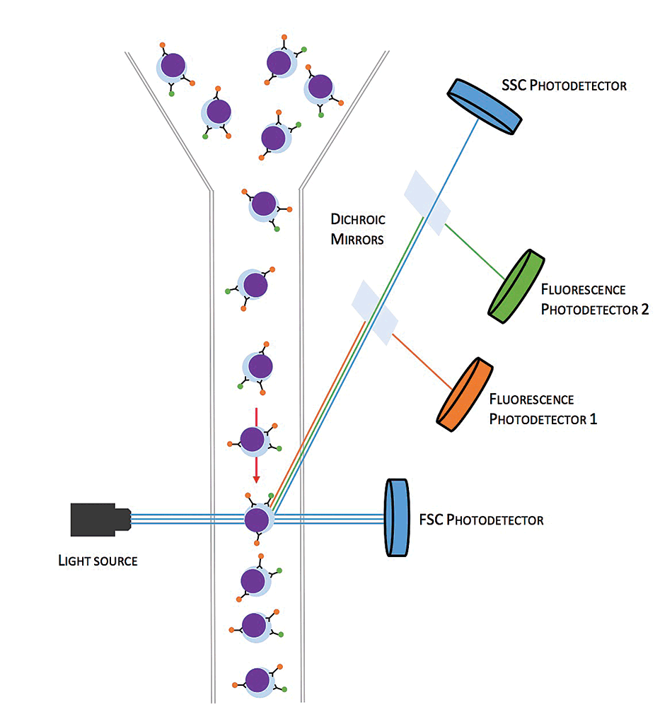 Immunophenotyping of canine lymphoma via flow cytometry