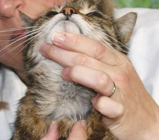 Feline hyperthyroidism: diagnosis and treatment