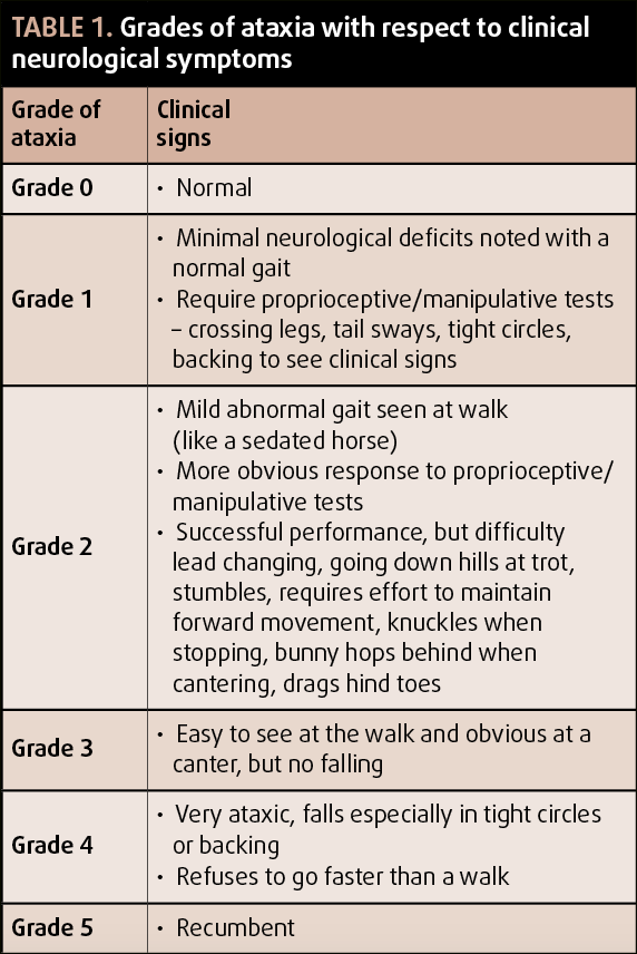 Equine lameness: exploring conditions’ underlying neurological causes