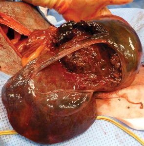 Splenectomy cases in dogs and cats