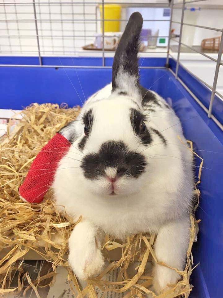 Vet Times: Latest Veterinary News, Jobs & Clinical Resources