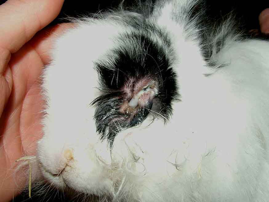 Exotic mammal vaccination