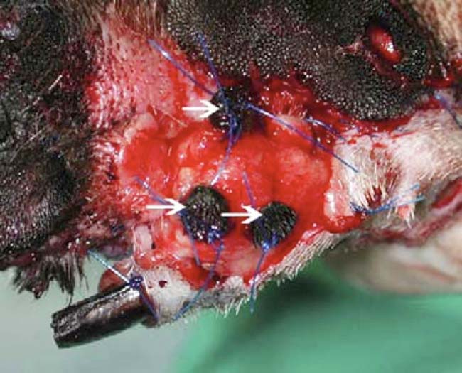 Vet Times: Latest Veterinary News, Jobs & Clinical Resources