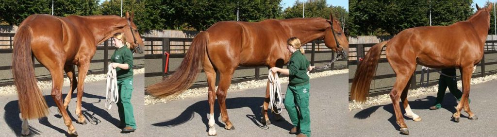 Equine lameness workups – investigation stages explained