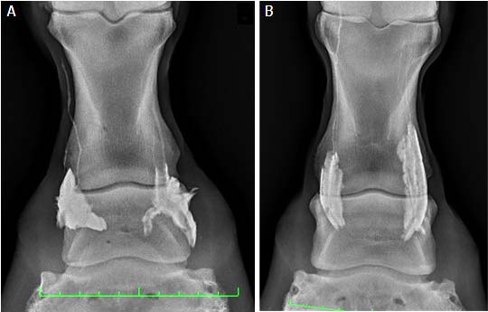 Equine lameness workups – investigation stages explained