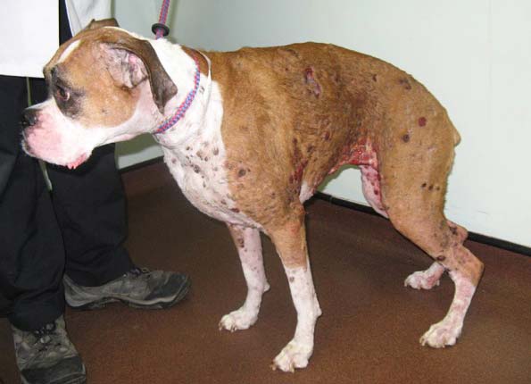 Diagnosis and management of canine lymphoma on a budget