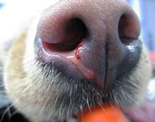 Diagnosis and management of canine nasal tumours