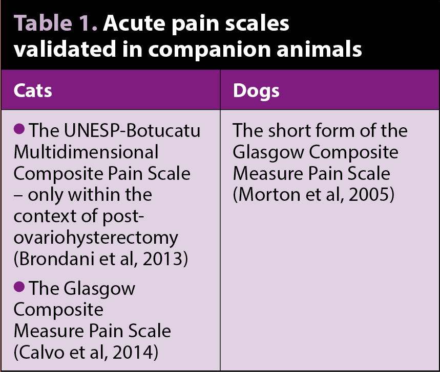 Postoperative pain management in companion animals: an update