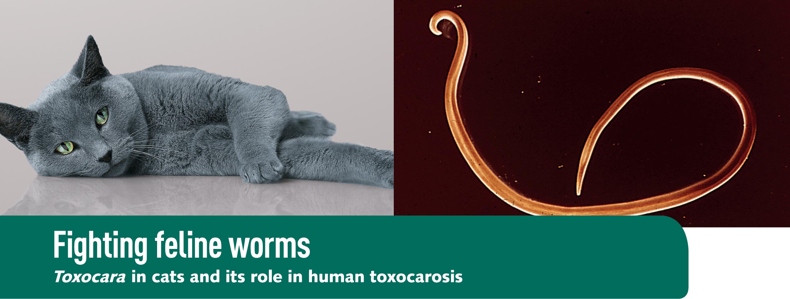 Fighting feline worms: Toxocara in cats and its role in human toxocarosis