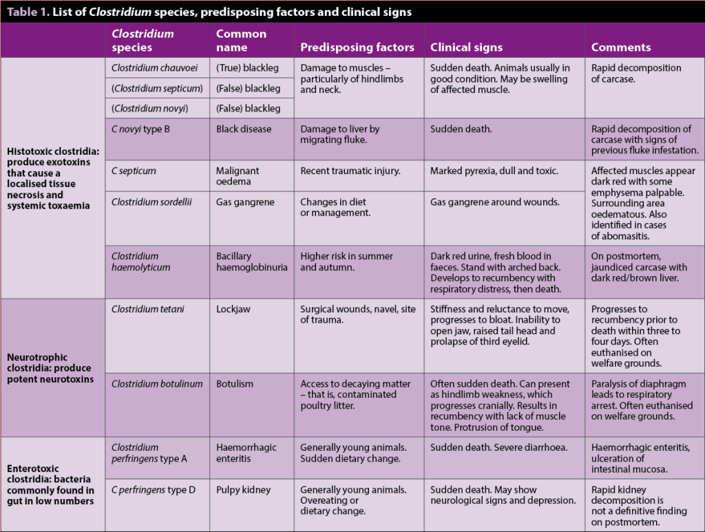Clostridial disease in cattle: updates and developments