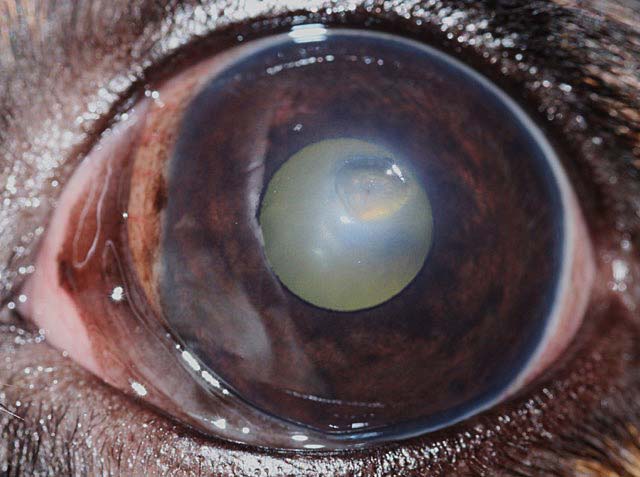 Vet Times: Latest Veterinary News, Jobs & Clinical Resources