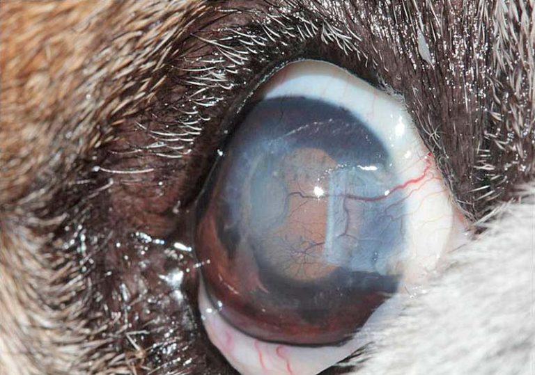 Treating corneal ulceration in dogs part 2: deep ulcers
