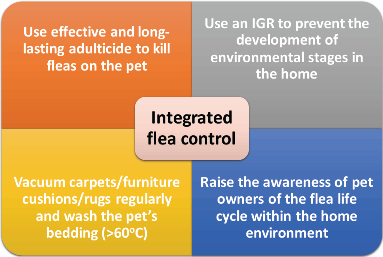 Ectoparasites: preventive plans and innovations in treatment