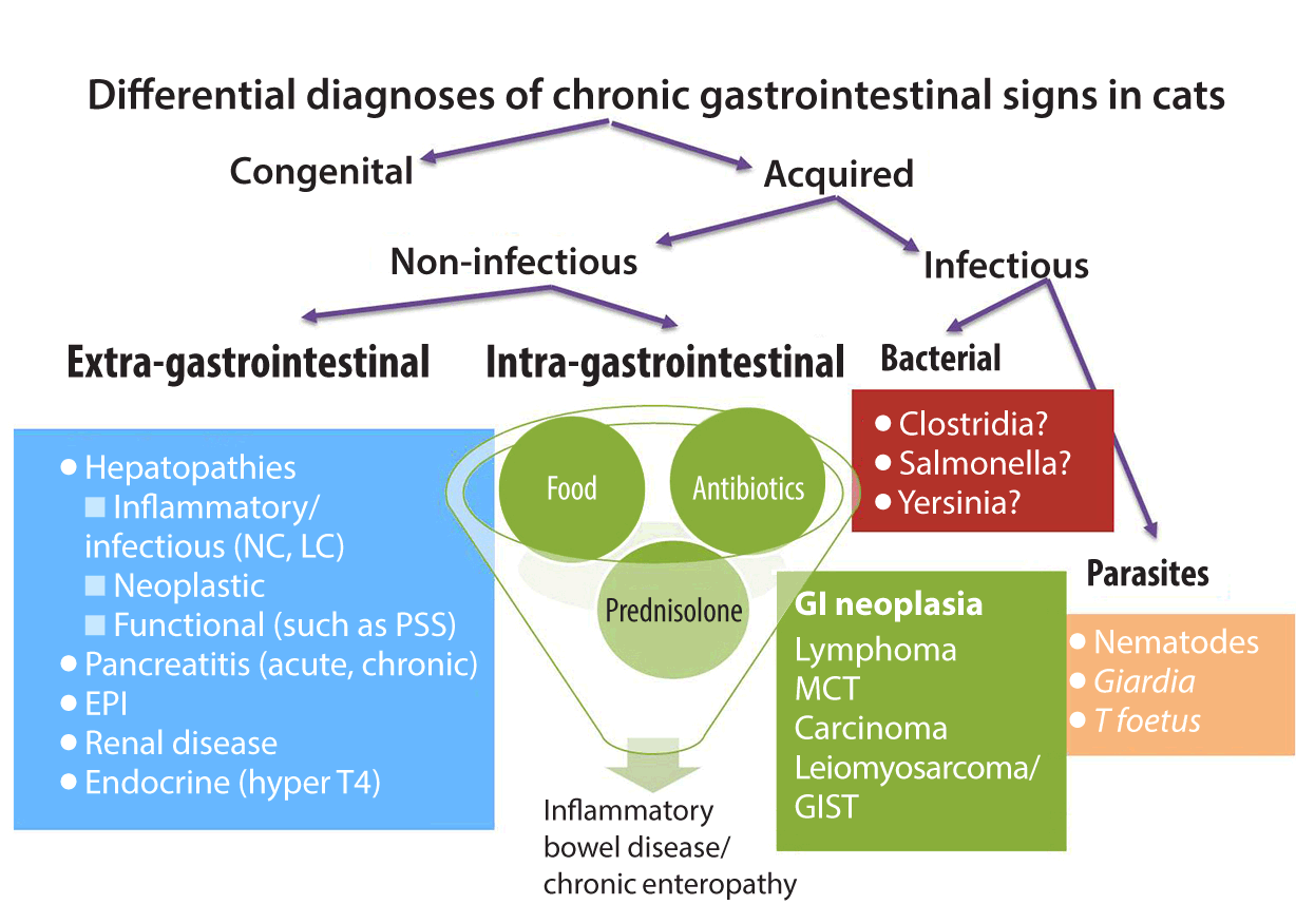 Update on feline chronic inflammatory GI disorders