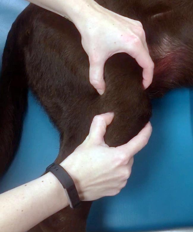 CrCL disease part 2: signalment, signs and diagnostic techniques