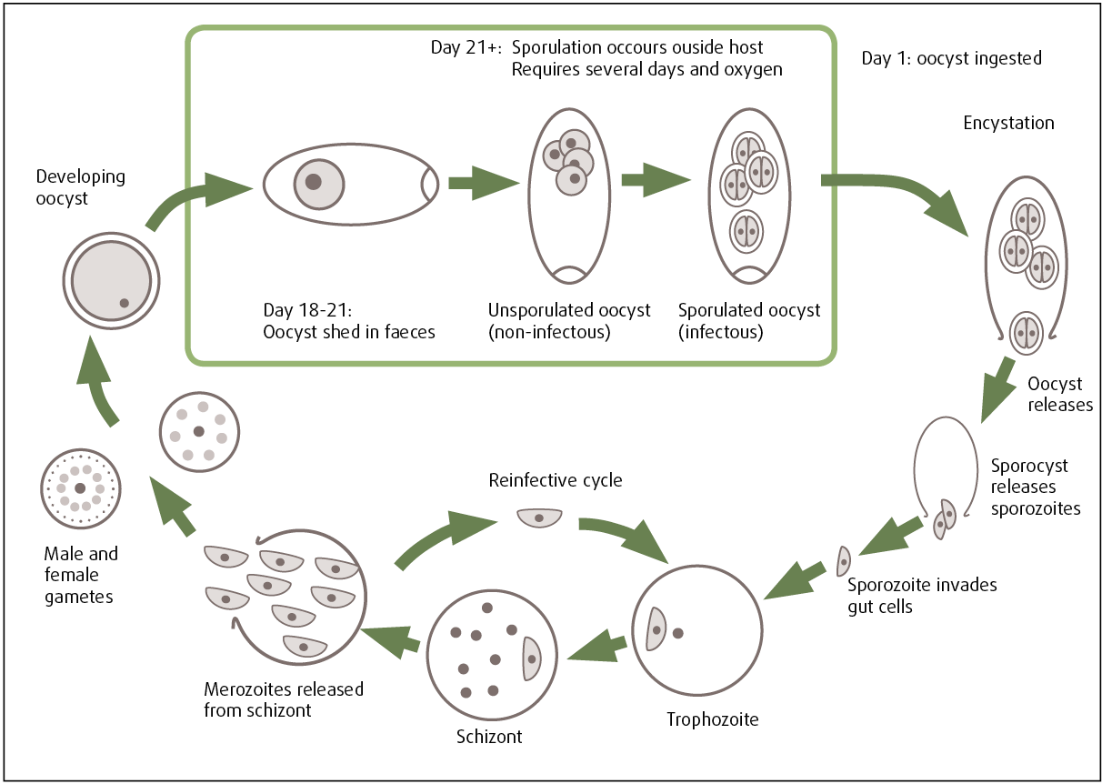 Coccidiosis in cattle: UK prevalence update and latest guidance