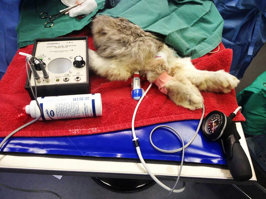 Rabbit triage and critical care
