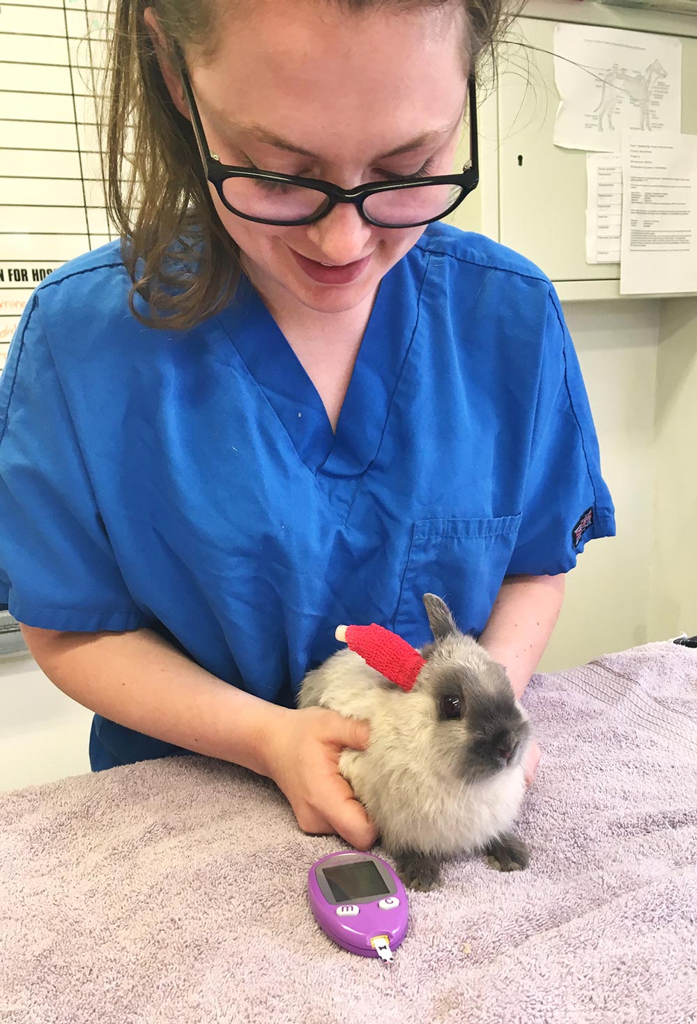 Rabbit triage and critical care