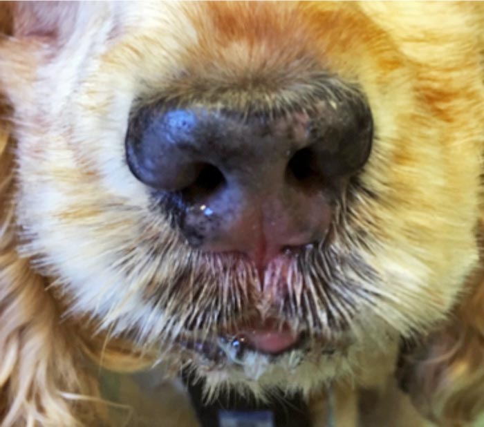 Cutaneous lymphoma in small animals: diagnosis and treatment