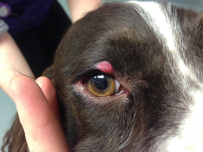 Skin mass in a cocker spaniel