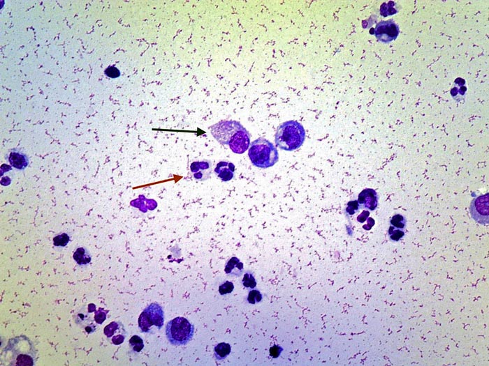 Abdominal effusion in a cat