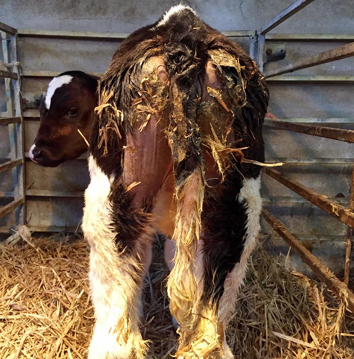 Diagnosing and treating calf scour