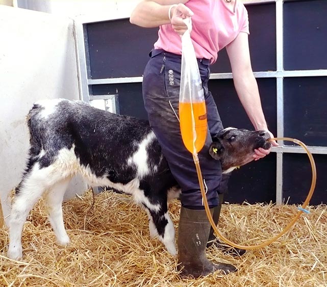 Diagnosing and treating calf scour