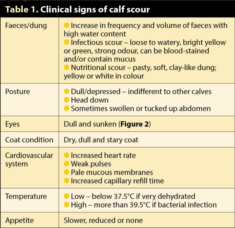 Diagnosing and treating calf scour