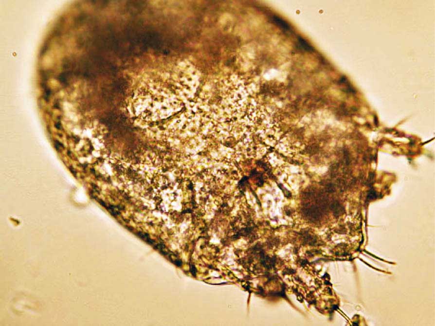 Small animal parasite diagnosis