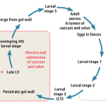 Endoparasites: types, diagnosis, when to treat and getting yard and ...