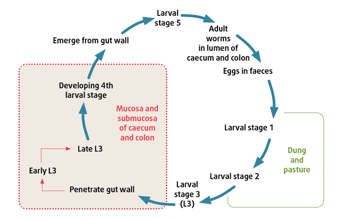 Endoparasites: types, diagnosis, when to treat and getting yard and ...
