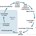 Endoparasites: types, diagnosis, when to treat and getting yard and ...