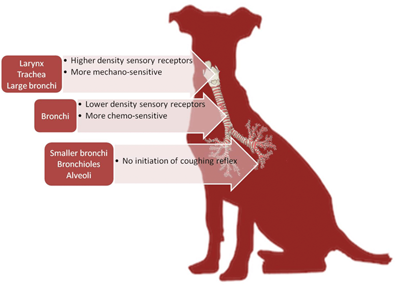 Coughing dogs: myths and legends